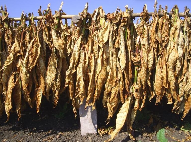 Missouri’s Milestone: Tobacco Settlement Funds Flow to State Coffers