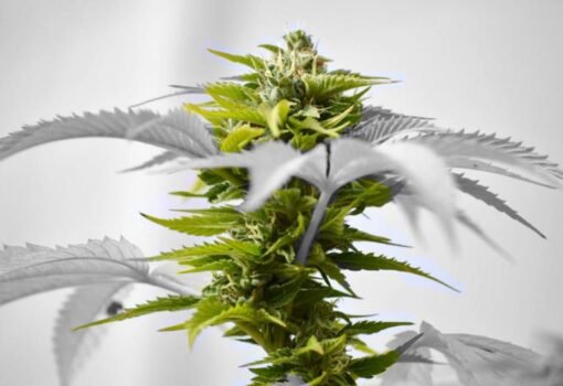 Rua Bioscience Launches Legacy New Zealand Cannabis Genetics in Australia